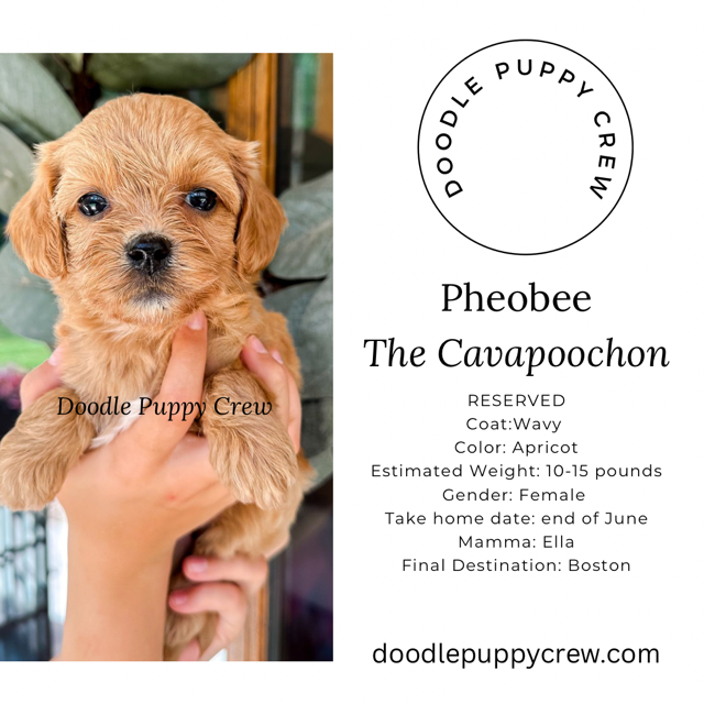 Cavapoochon vs. Cavachon: Which Teddy Bear Pup Is Right for You?