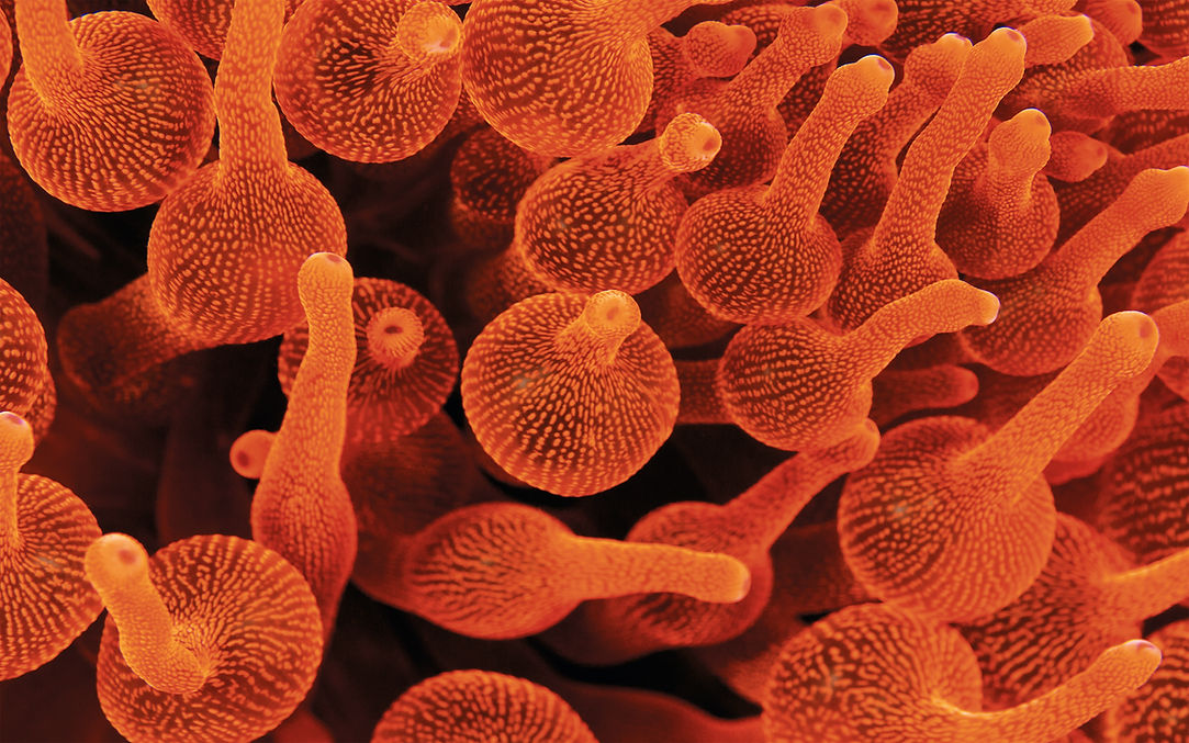 Scott Cormack Photography | Freelance Photographer