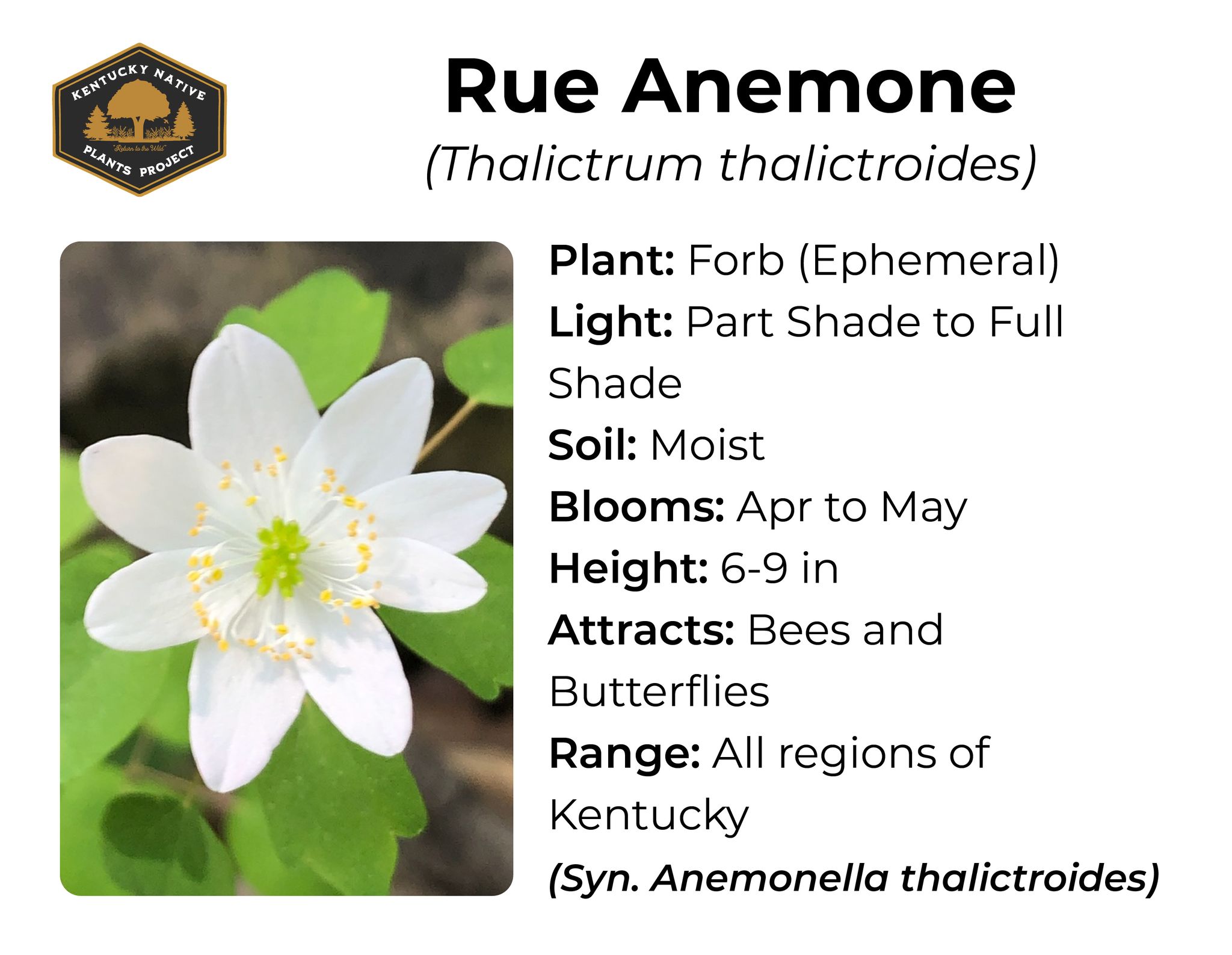 17 Native Spring Ephemerals of Kentucky