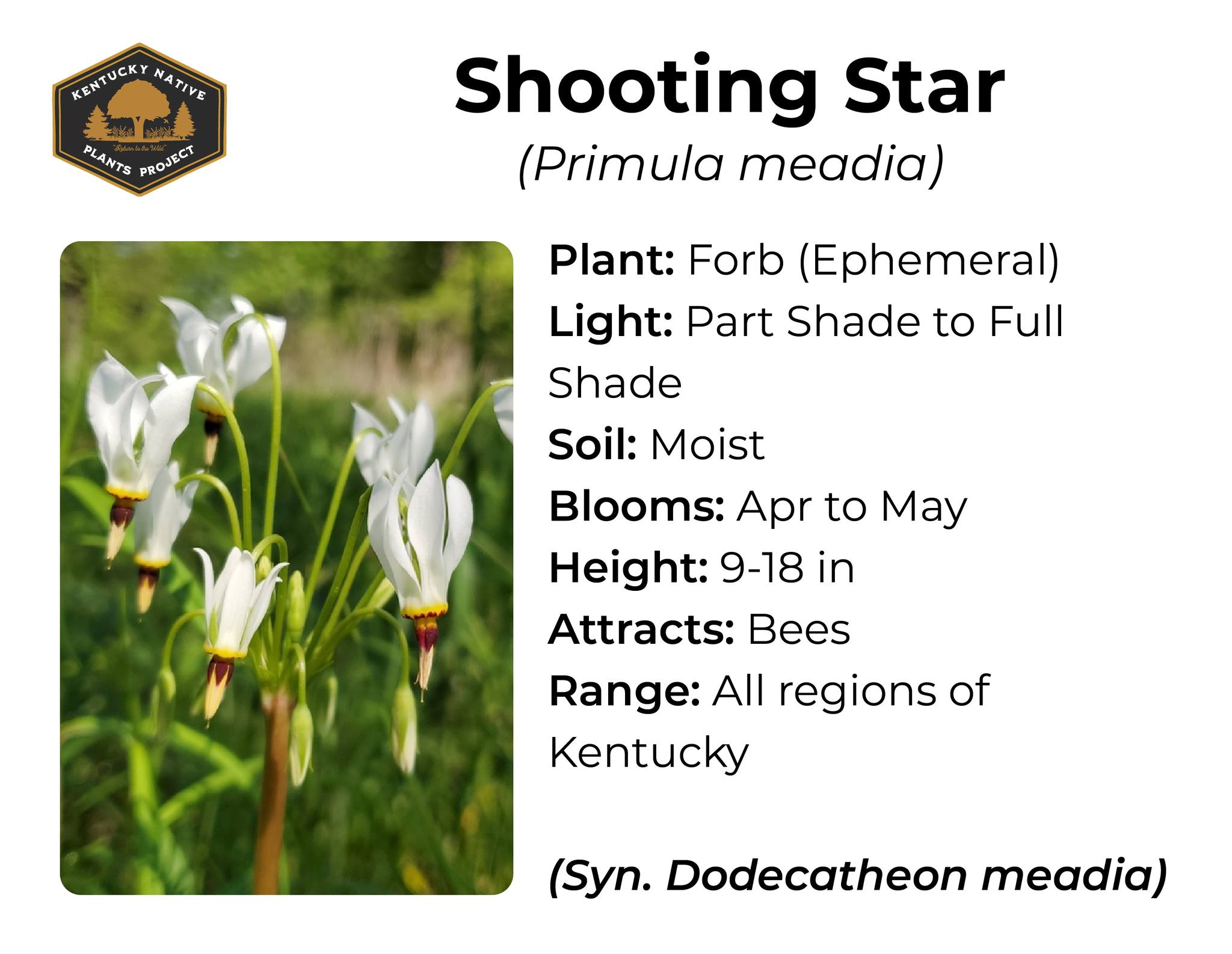 17 Native Spring Ephemerals of Kentucky