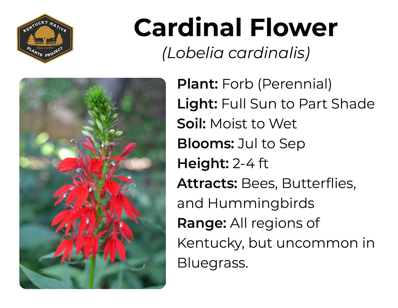 21 Kentucky Native Plants for Landscaping