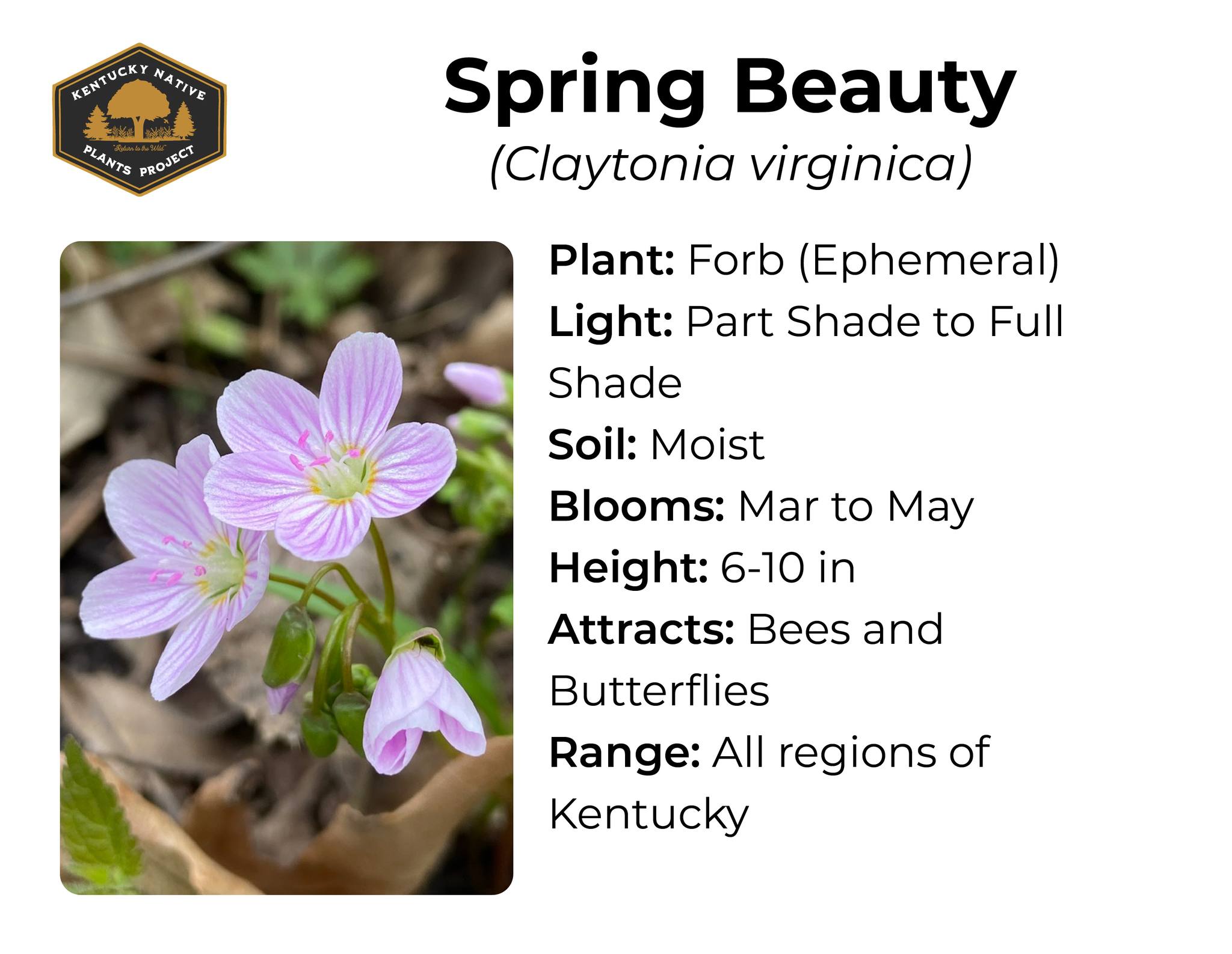 17 Native Spring Ephemerals of Kentucky