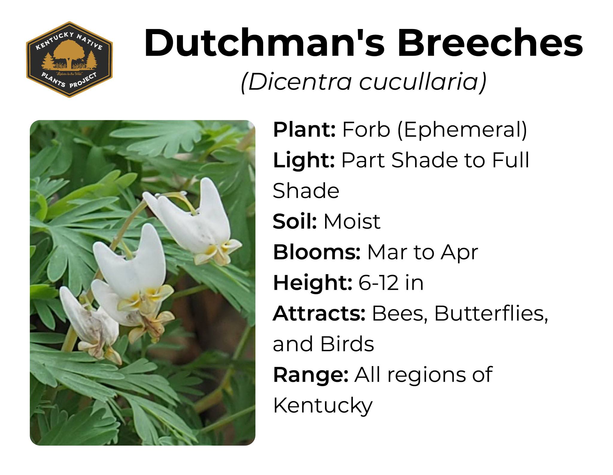 17 Native Spring Ephemerals of Kentucky