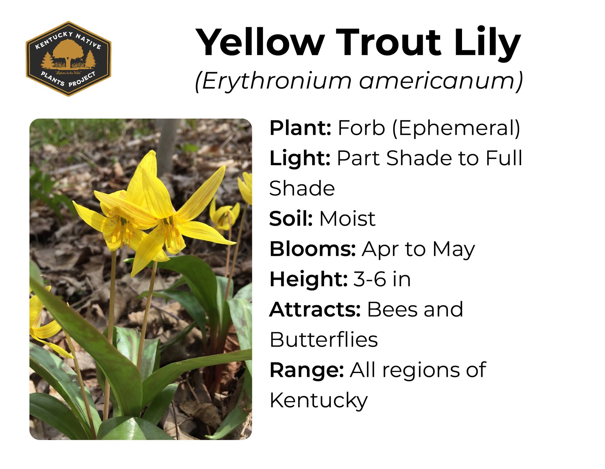 17 Native Spring Ephemerals of Kentucky