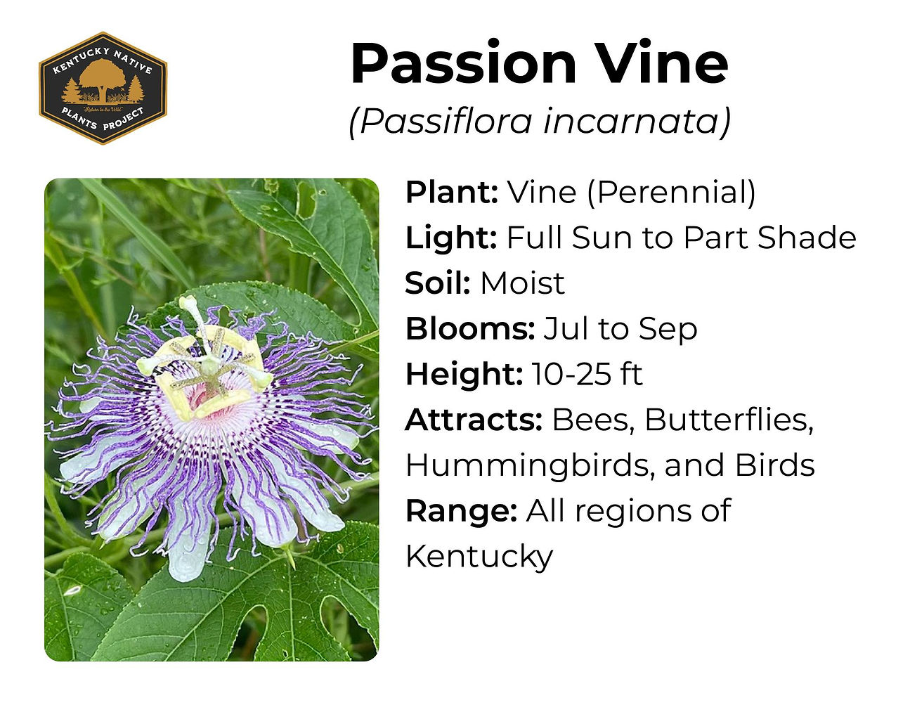 21 Kentucky Native Plants for Landscaping