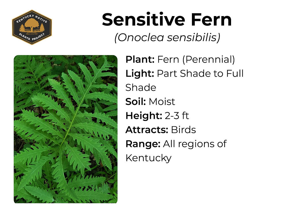 7 Native Ferns of Kentucky