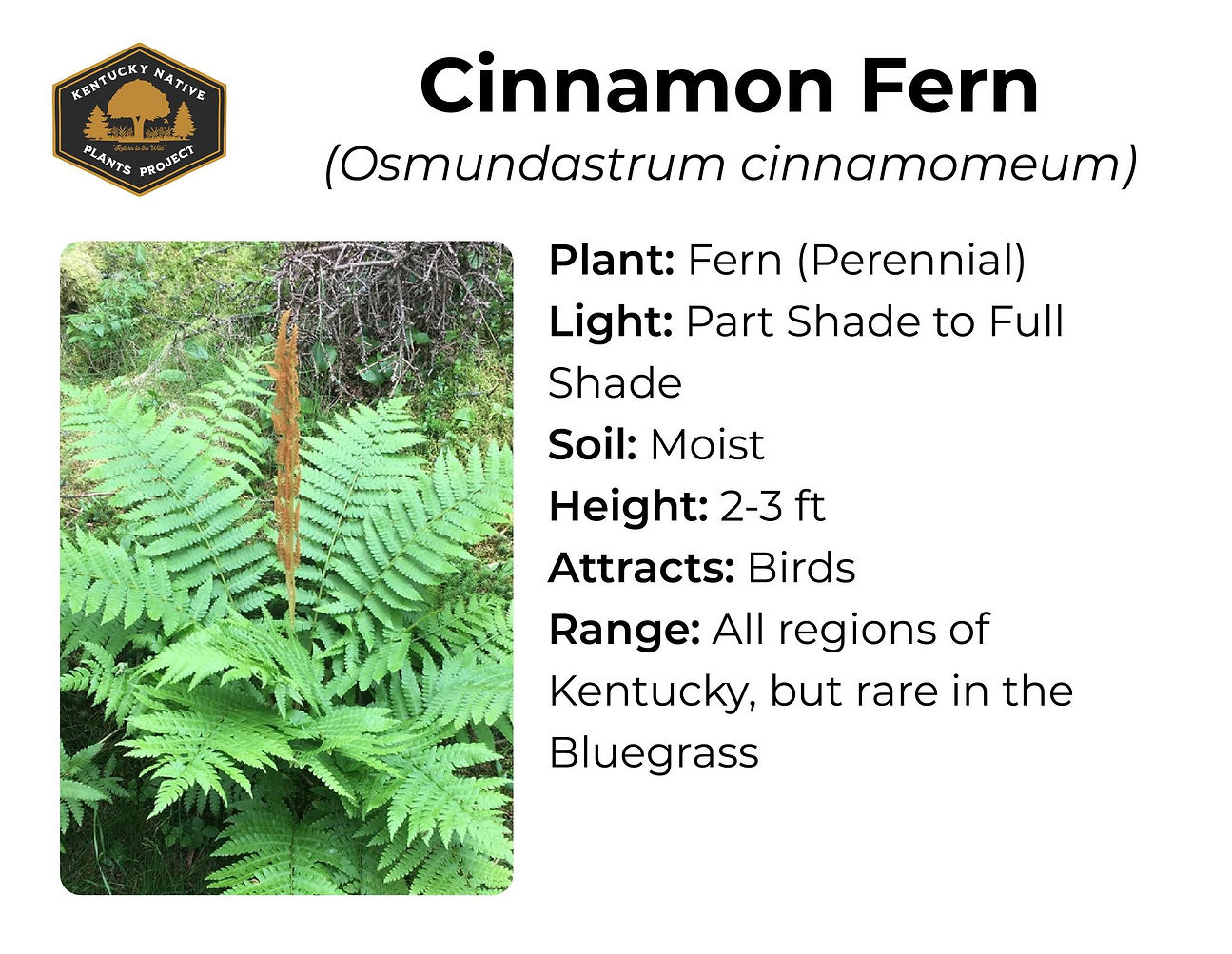 21 Kentucky Native Plants for Landscaping