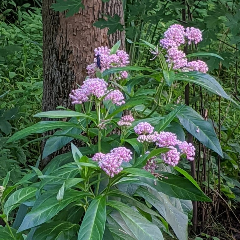 17 Kentucky Native Flowers That Support Pollinators