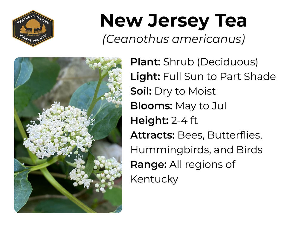 15 Native Shrubs of Kentucky