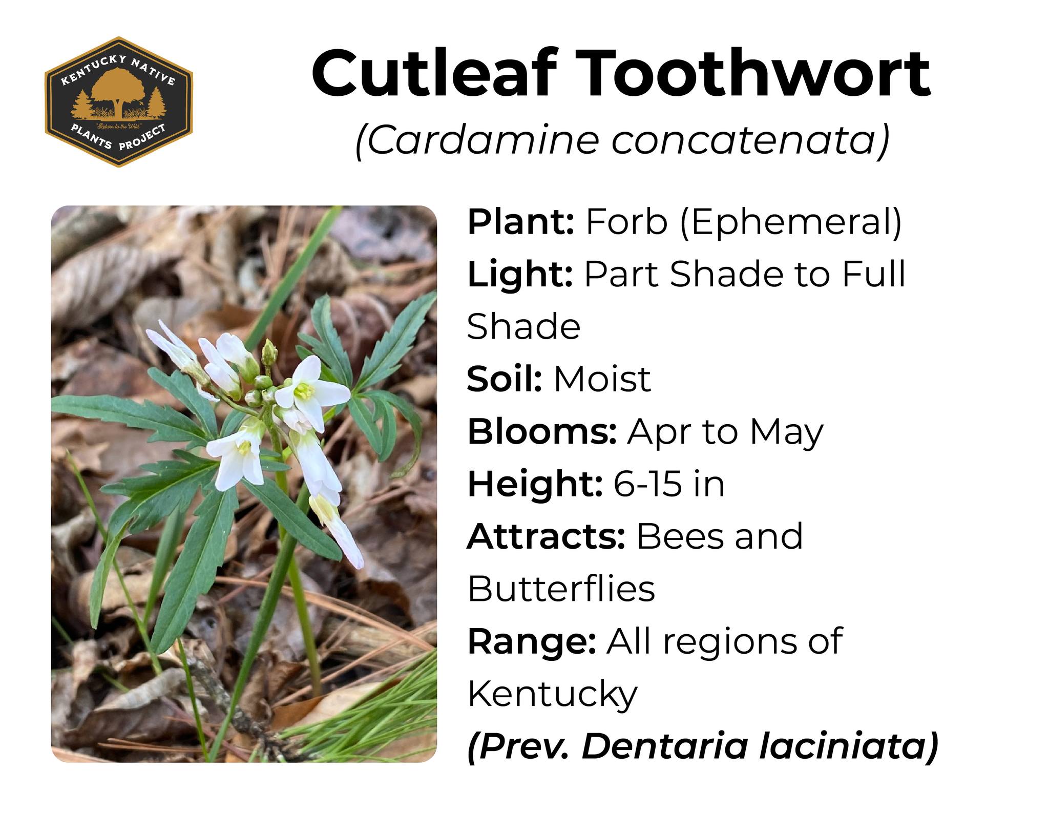 17 Native Spring Ephemerals of Kentucky