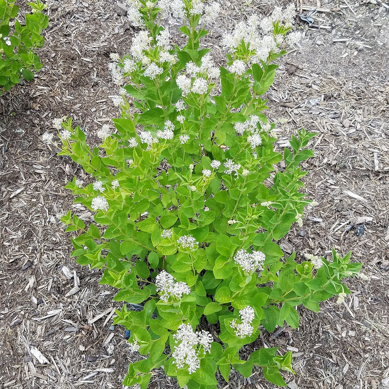 21 Kentucky Native Plants for Landscaping