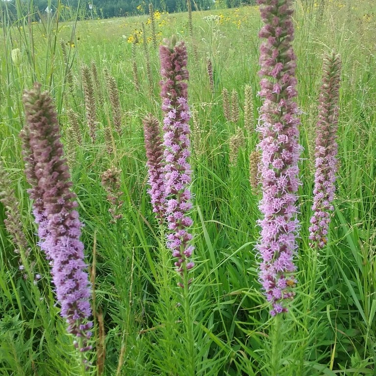 21 Kentucky Native Plants for Landscaping