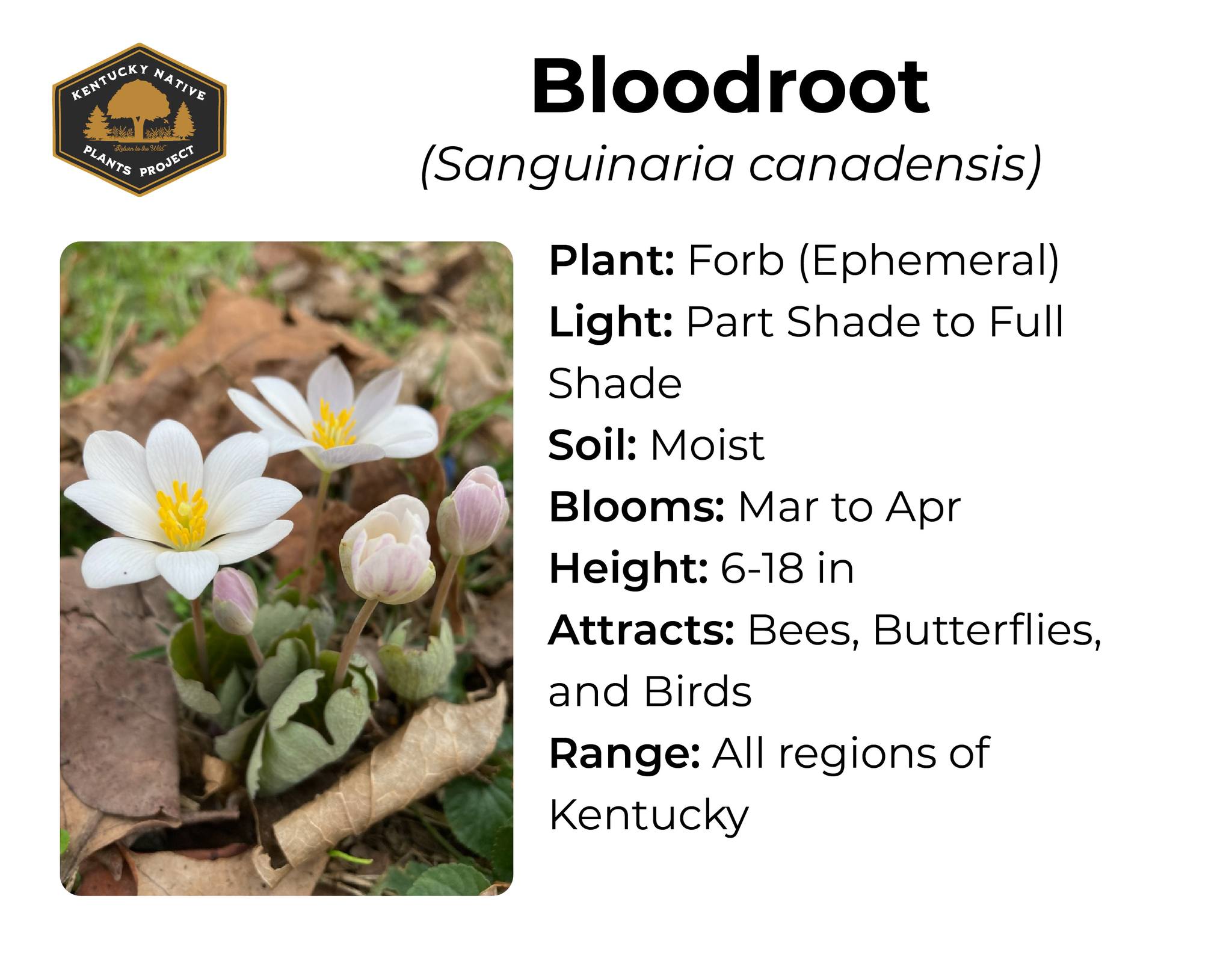 17 Native Spring Ephemerals of Kentucky