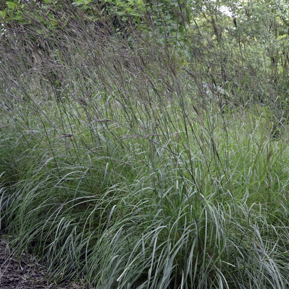 25 Kentucky Native Plants for Landscaping