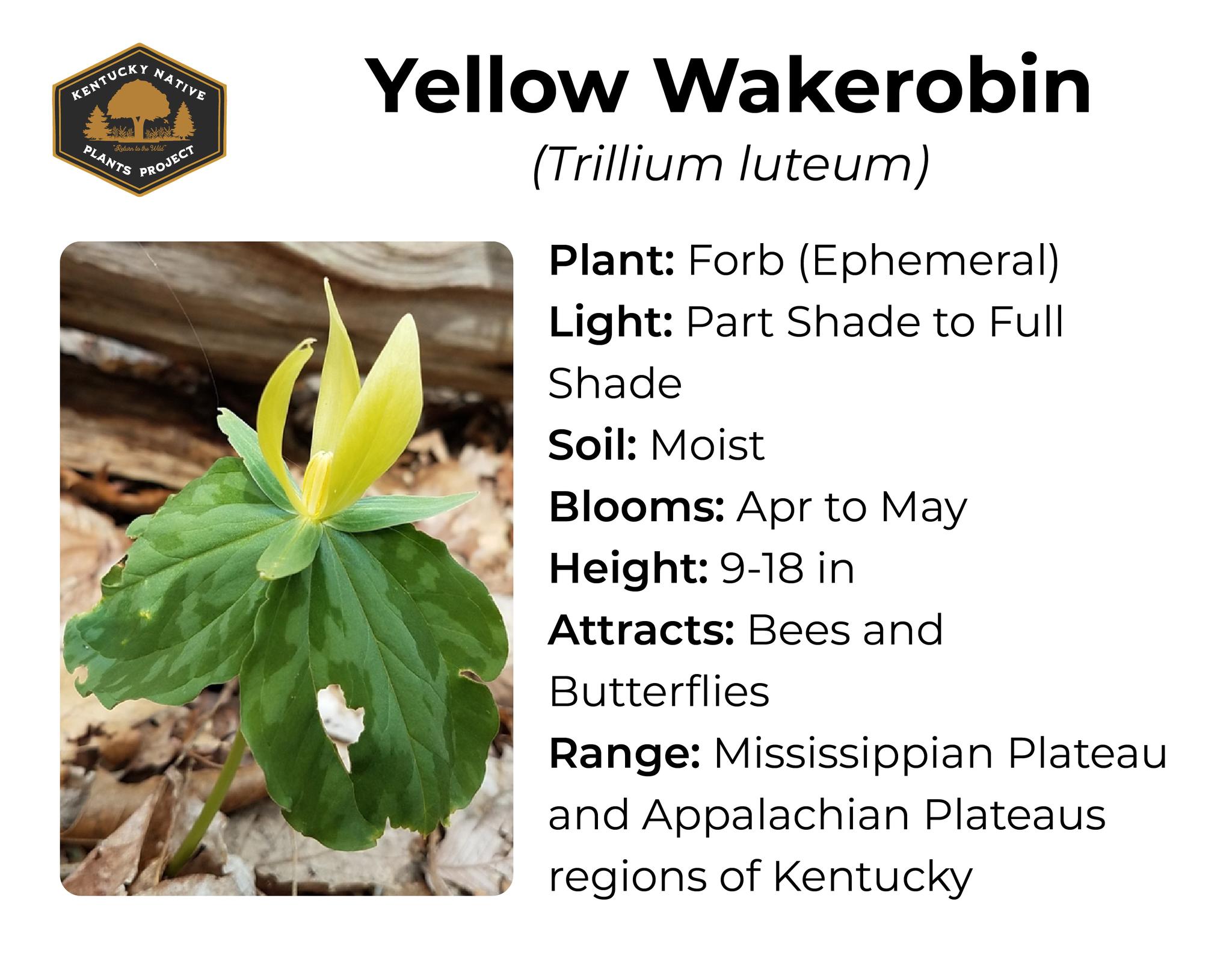 17 Native Spring Ephemerals of Kentucky