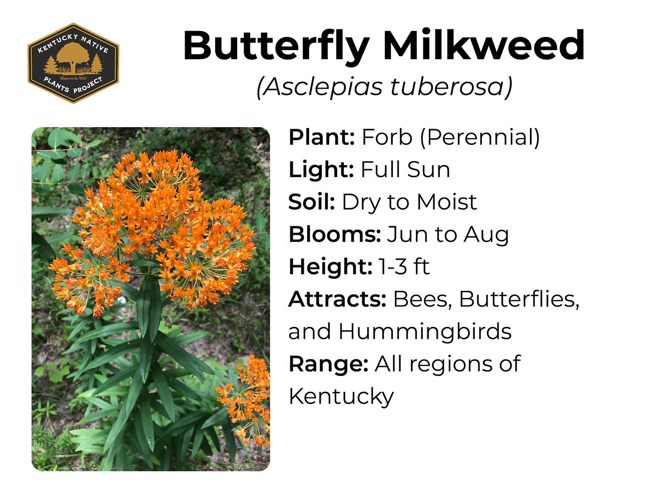 21 Kentucky Native Plants for Landscaping