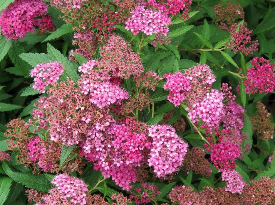 Can Google Images (aka Google Lens) Identify Flower Photos?