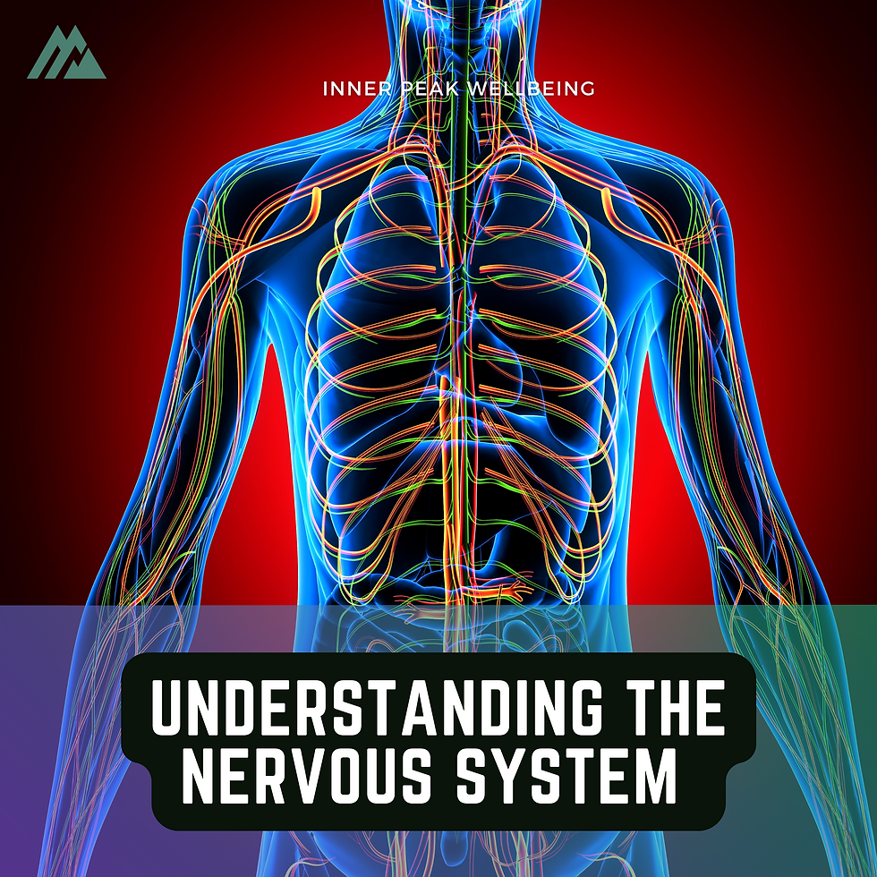 Understanding the Nervous System in relation to Exercise