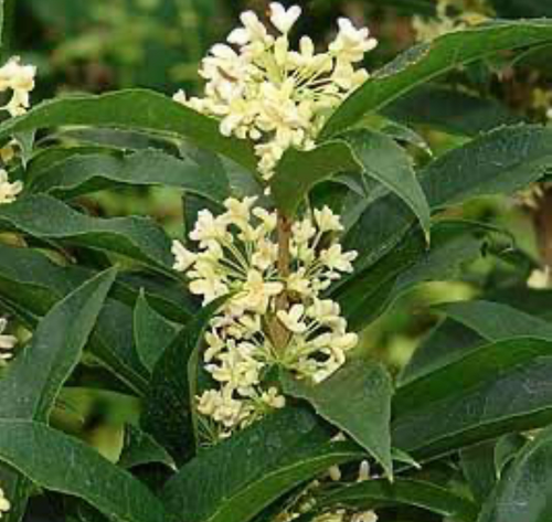 Osmanthus fragrans | Nurseryman