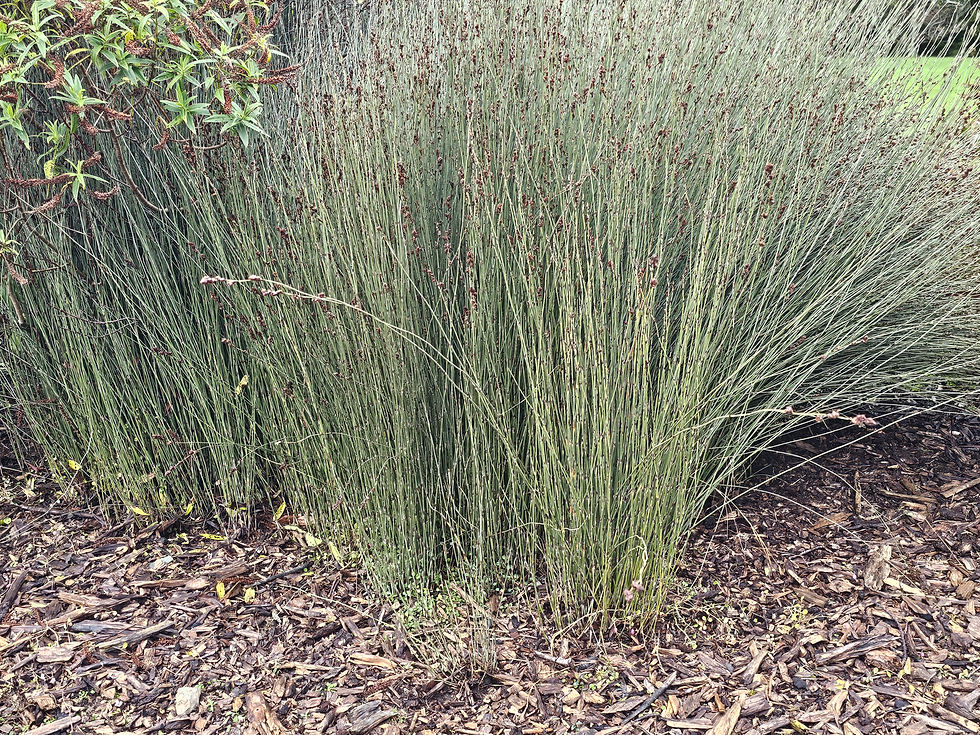 Apodasmia similis | Nurseryman