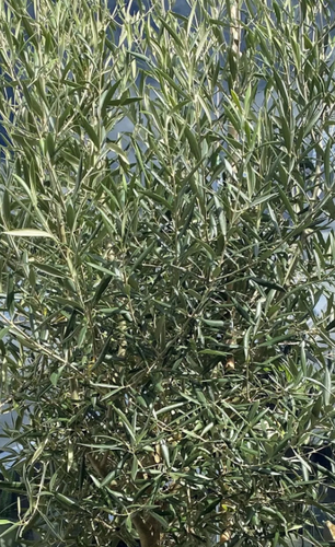 Olea El Greco | Nurseryman