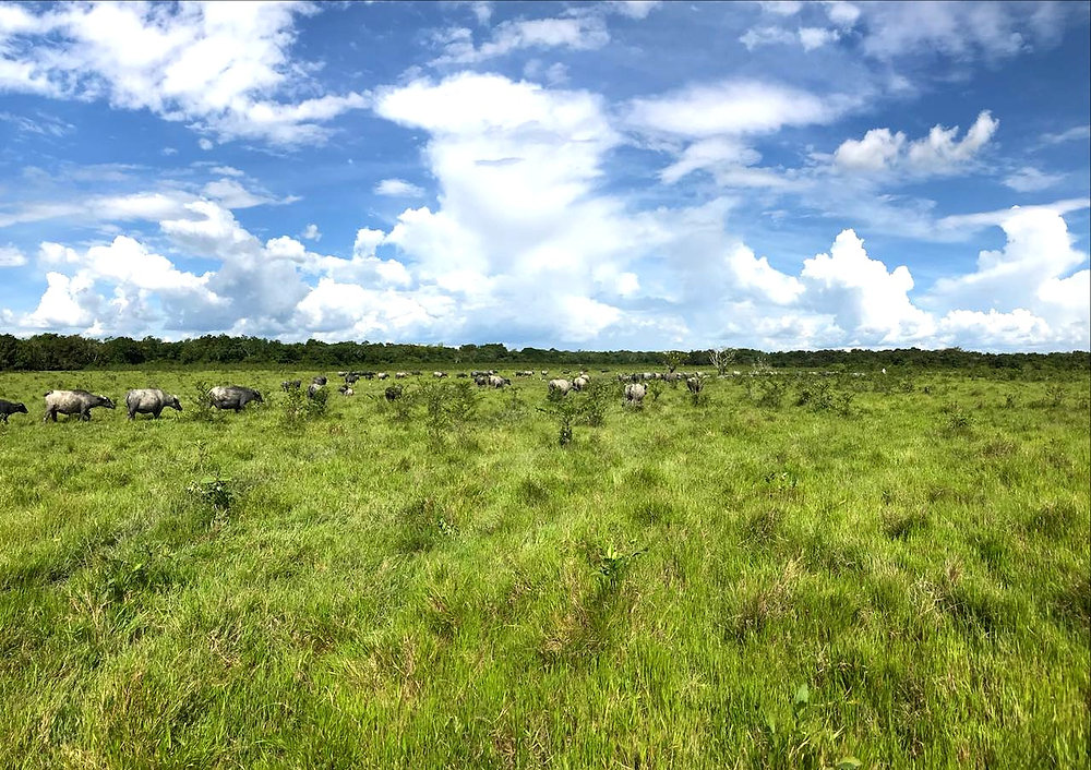 LLANOS ORIENTALES DE COLOMBIA. Más allá de la sabana, el estero y el ...