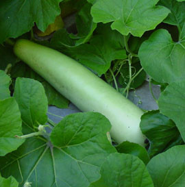 Güiro | Desde Mi Huerto