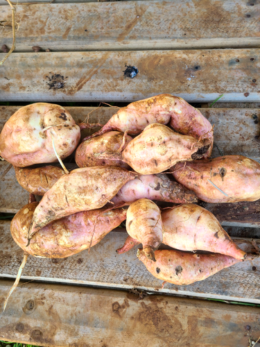Batata/Sweet Potato "Canol" | Desde Mi Huerto