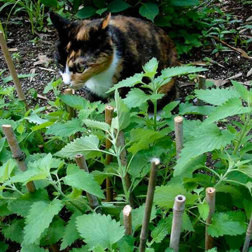 Catnip | Desde Mi Huerto