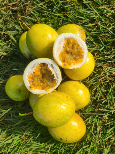 Parcha Grande | Desde Mi Huerto