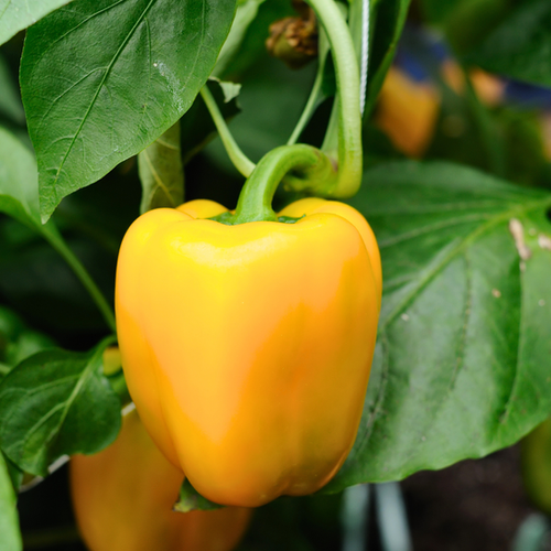 Pimiento Amarillo | Desde Mi Huerto