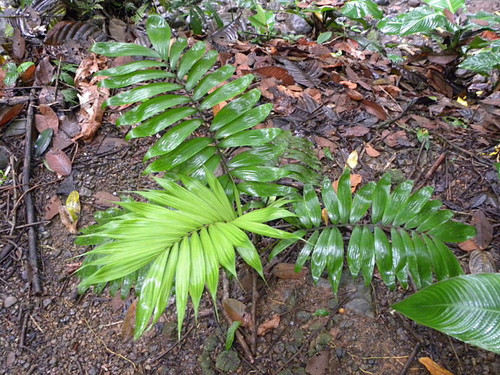 Bactris mexicana | sencirareseedsarea
