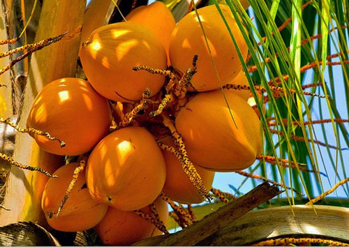 King Coconut (Orange Color) seed | sencirareseedsarea