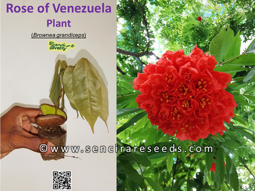 Rose of venezuela (Brownea grandiceps) 6"-8" Inches 01 Live plant ...