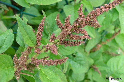 Koora Thampala/Amaranthus viridis | sencirareseedsarea