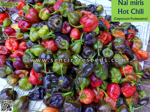 Nai Miris Hot Chili (Capsicum frutescens) x50 Seeds "Special ...