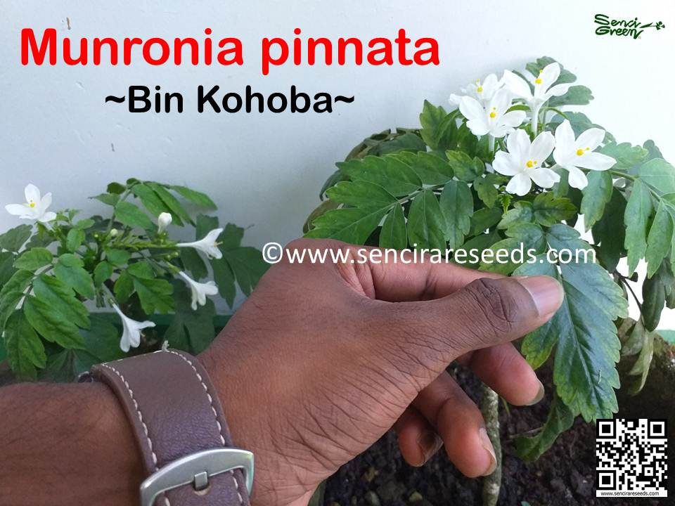 Munronia pinnata "Bin kohomba" 01 Live plant | sencirareseedsarea
