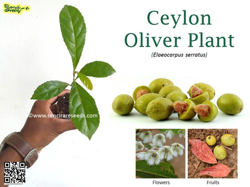Weralu | Ceylon Oliver Plant | Elaeocarpus serratus | sencirareseedsarea