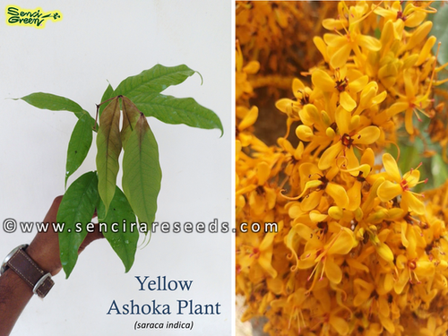 Yellow Saraca Plant (Saraca indica) | sencirareseedsarea