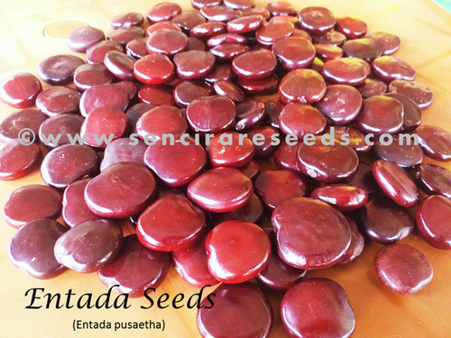 Entada Seed (Entada pusaetha) 100% FRESH x2 seeds | sencirareseedsarea