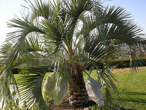 Butia archeri x Butia capitata | sencirareseedsarea