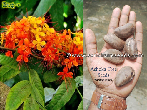 Ashoka Tree Seeds (Saraca asoca) x04 fresh seeds | sencirareseedsarea
