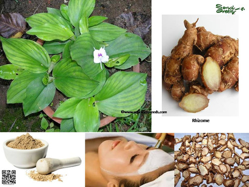 "Galangal" ,Kaempferia galanga 10 bulbs | sencirareseedsarea