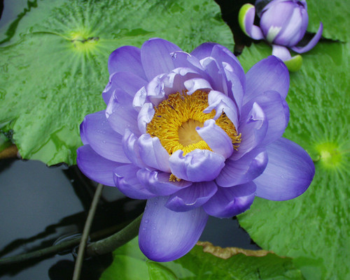 Nymphaea gigantea seeds (AQ006) | sencirareseedsarea