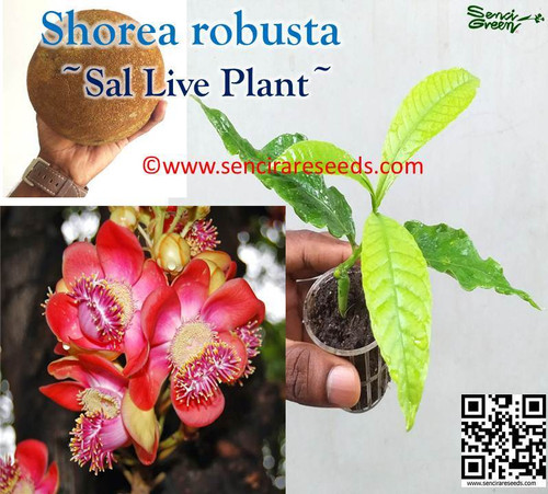 Shorea robusta live plant ~Sal tree~ 7Cm+ size plant | sencirareseedsarea