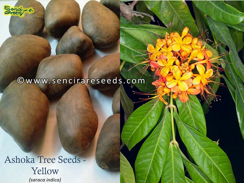 Ashoka Tree Seeds (Saraca indica) 04 fresh seeds | sencirareseedsarea