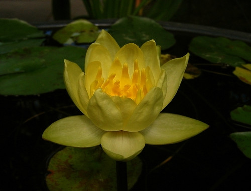 Nymphaea mexicana seeds(AQ0010) | sencirareseedsarea