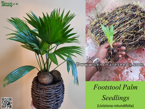 Livistona rotundifolia - Footstool Palm x100 Seedlings | sencirareseedsarea
