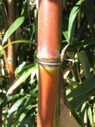 Red Bamboo Seeds | sencirareseedsarea