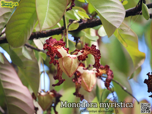 Calabash Nutmeg (Monodora myristica) 05 Seeds Rare | sencirareseedsarea